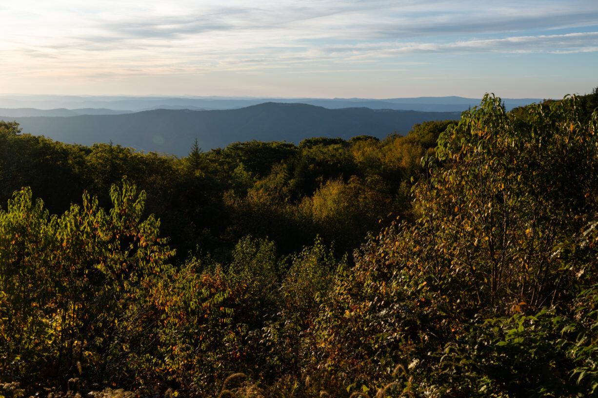 Forests - Bay Backpack