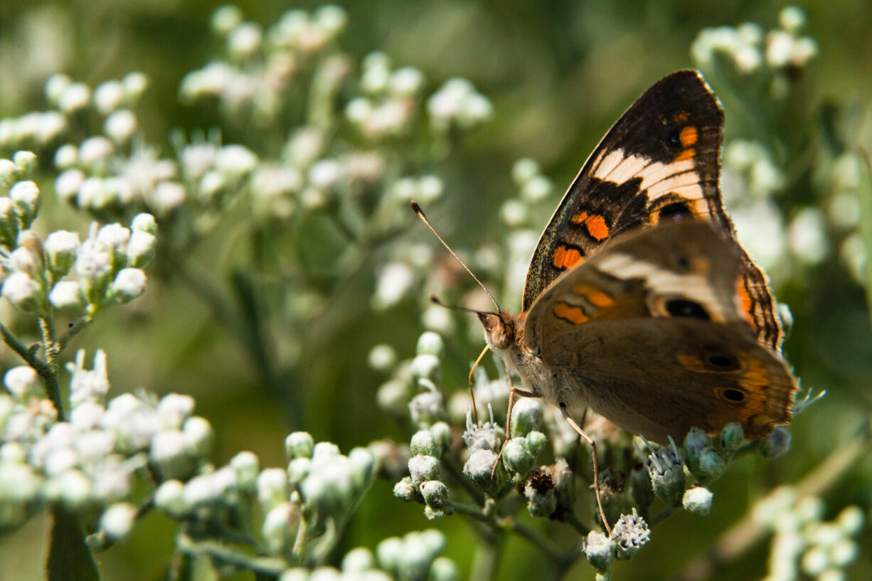 Promote Native Plants - Bay Backpack