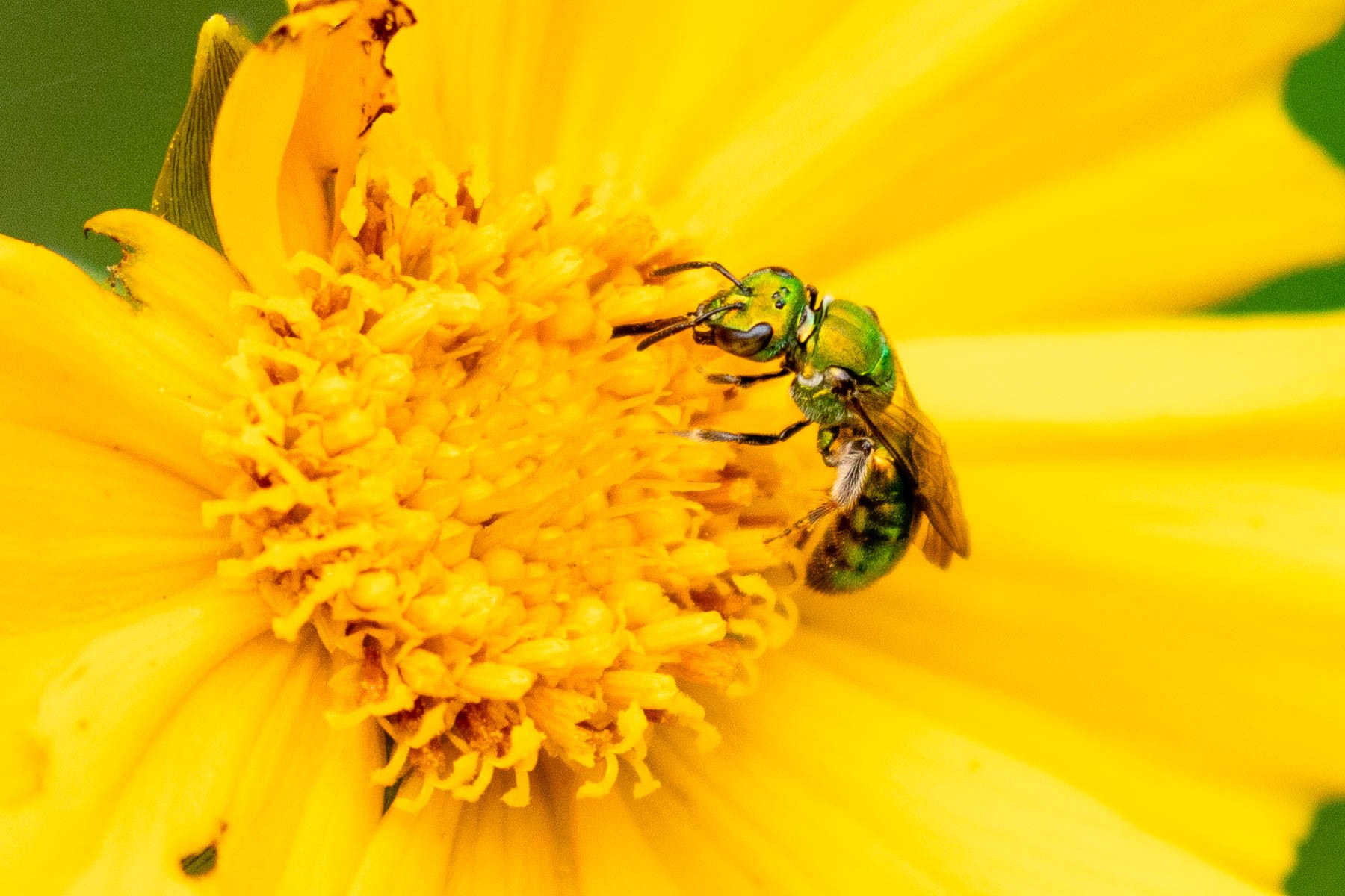 Being an influential pollinator is no sweat for these bees
