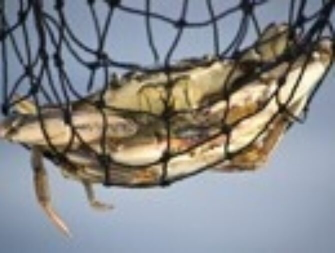 Bay blue crab population reaches highest level in nearly 20 years