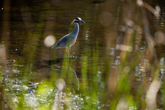 A growing nonprofit scales up its impact on the Elizabeth River