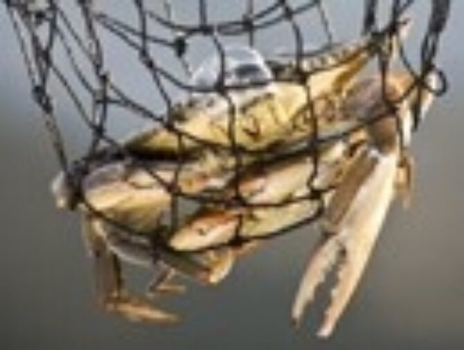 More work needed to rebuild blue crab population, according to NOAA