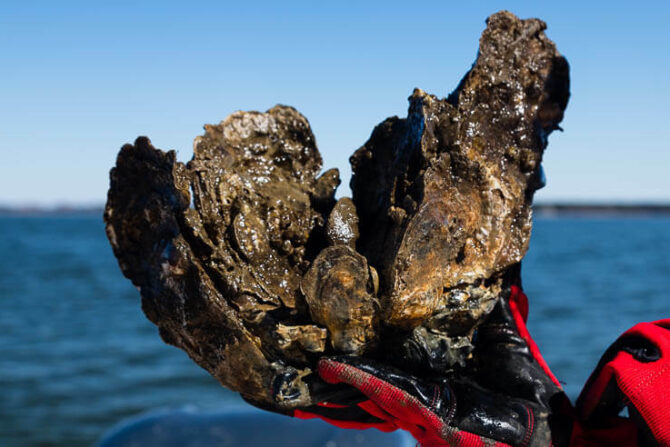 Ten places where we’re restoring oyster populations