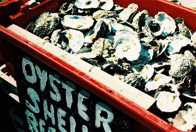 Fossilized oyster shells from Gulf Coast will restore reefs in Maryland ...