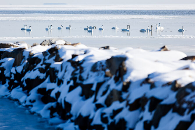 In winter, the Bay can be paradise for both bird and bird-watcher