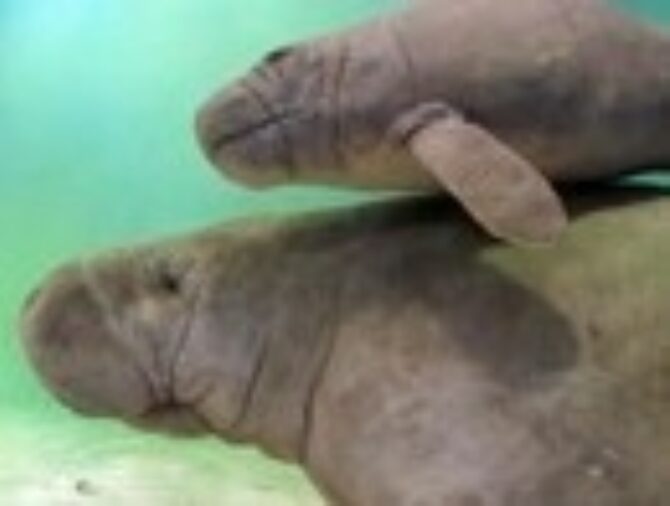 Four rare Chesapeake Bay “oddities” to learn about this leap year