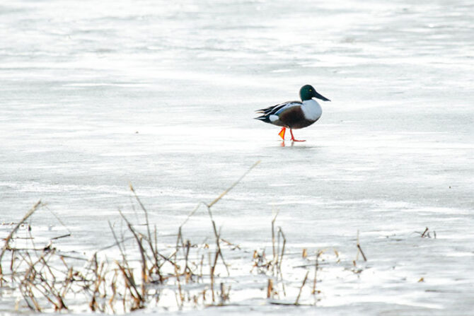 The northern shoveler’s “spoonbill” sets it apart