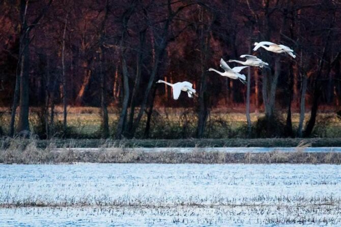 'Plugging up' a unique Delmarva bay