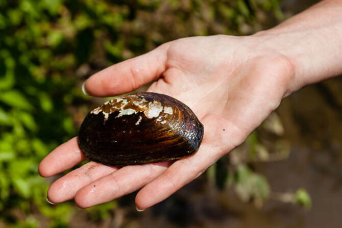 Putting some mussel into river restoration