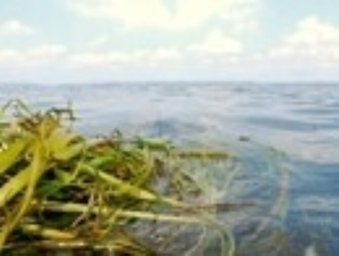 Chesapeake's underwater bay grasses decrease 21 percent in 2011
