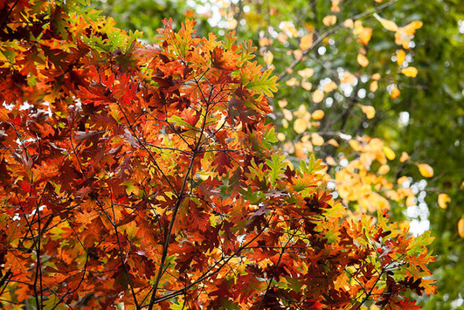 Forest buffer plantings make progress, fall short of annual target