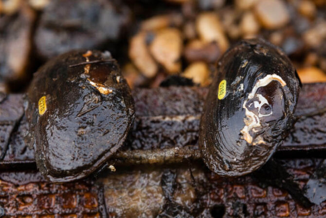 Researchers give mussels new power
