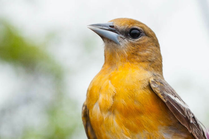 Female birds show their colors