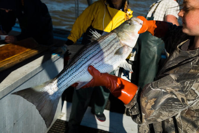 An iconic Chesapeake species continues to rebound