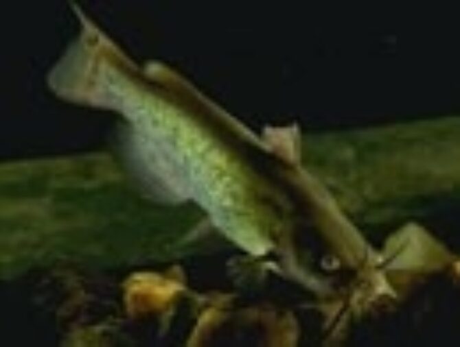 Fish tumors in Anacostia River decline