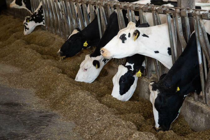 A growing dairy looks to the future