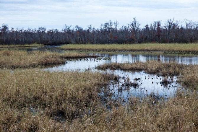 Virginia’s original inhabitants help to restore shad