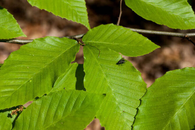 To save the American chestnut, scientists turn to genetic engineering