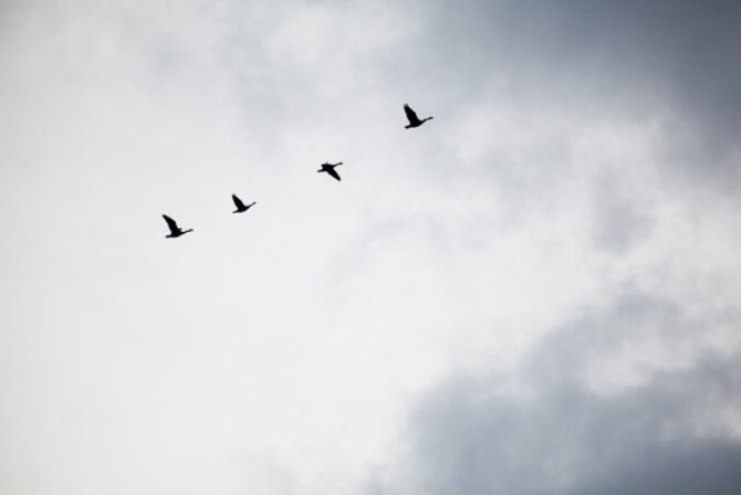 Resident geese may ruffle locals' feathers