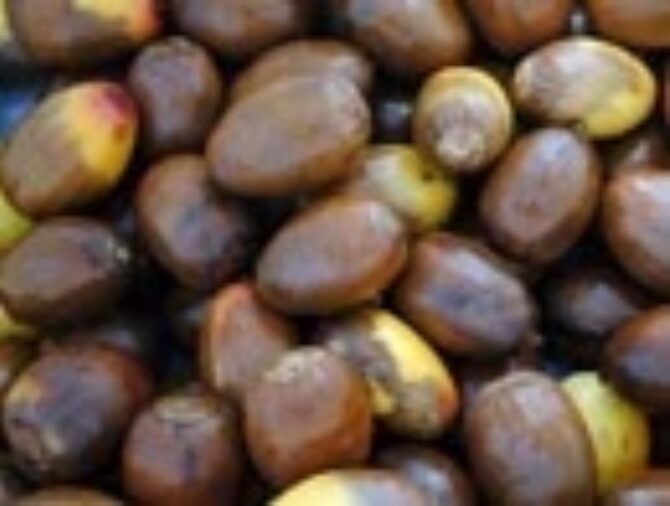 Maryland homeowners plant big trees for big Chesapeake Bay benefits