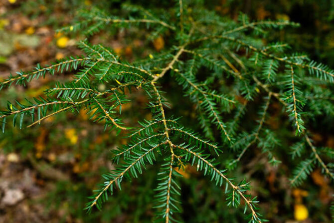 Walking through old-growth forest in Pennsylvania