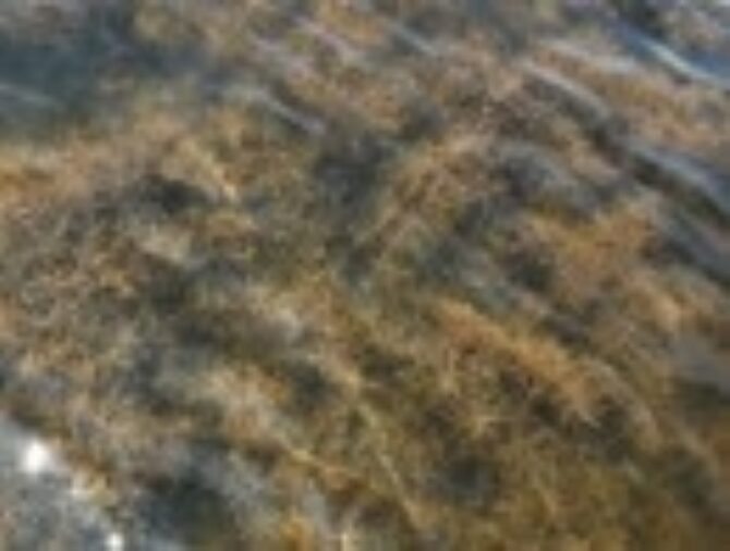 Mid-year bay monitoring update shows bay grasses up in some areas, down ...