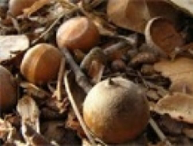 Help collect native tree seeds for Growing Native