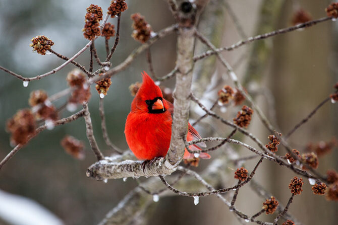 Begin Birding in the Chesapeake