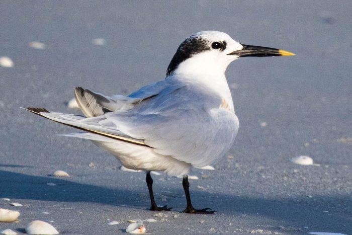 Sandwich Tern