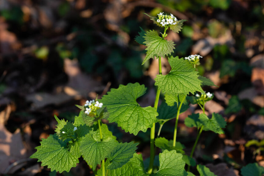 A native Chesapeake plant can prevent your poison ivy rash