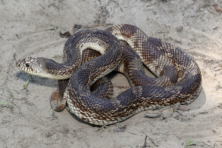 Eastern American Toad