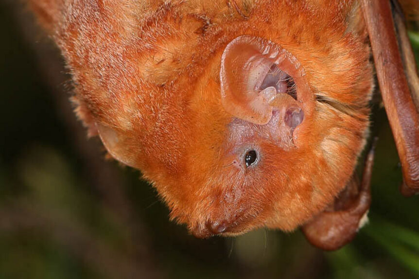 A tiny fuzzy bat calls Chesapeake trees home