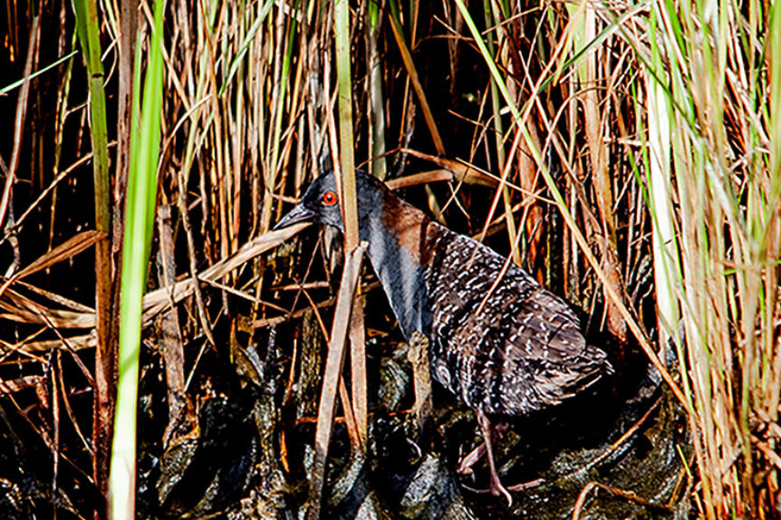 What habitats are found in the Chesapeake Bay watershed?