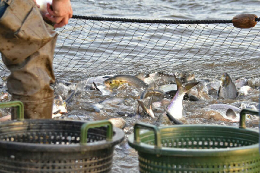 Shad Abundance in Chesapeake Bay Reaches 41 Percent of Goal
