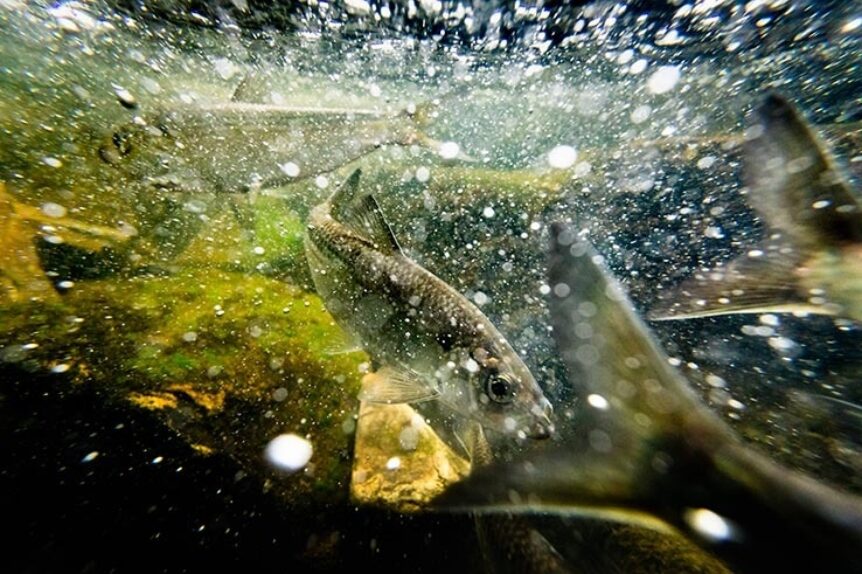 Restoring North America’s largest salamander