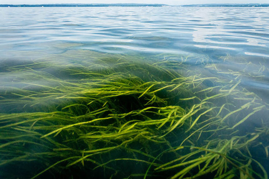 Above average river flows impact underwater grasses