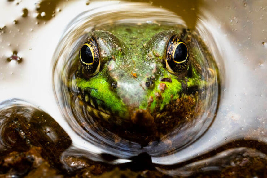 Magnolia bogs are a trove of rare wetlands species