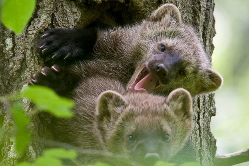 A small hunter faces a big problem