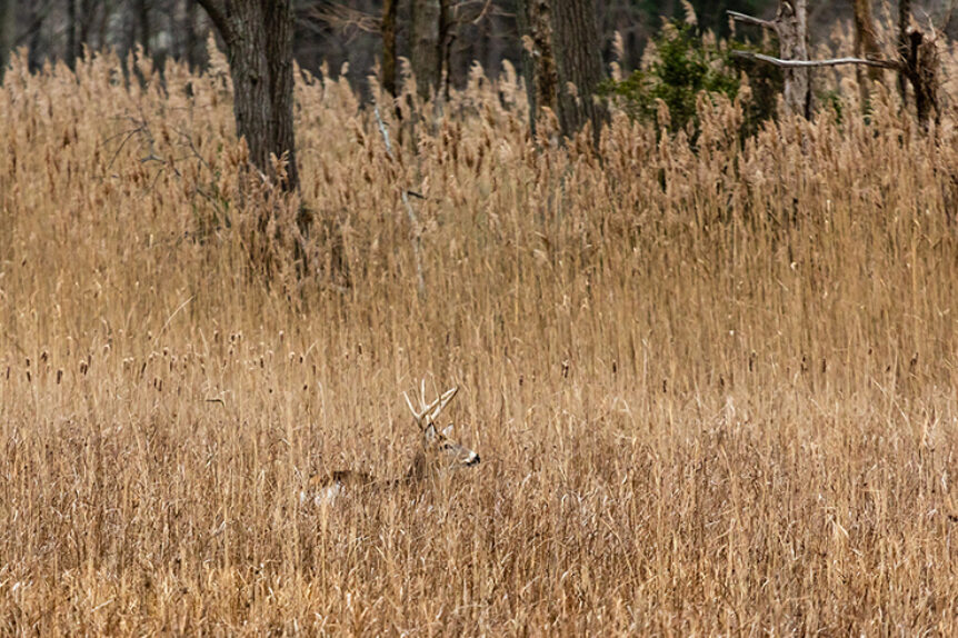 Where deer weigh heavily on the ecosystem, a hunter serves a role
