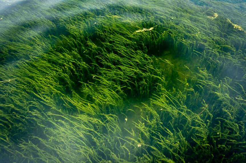 The more the merrier when it comes to underwater grass species in the Bay