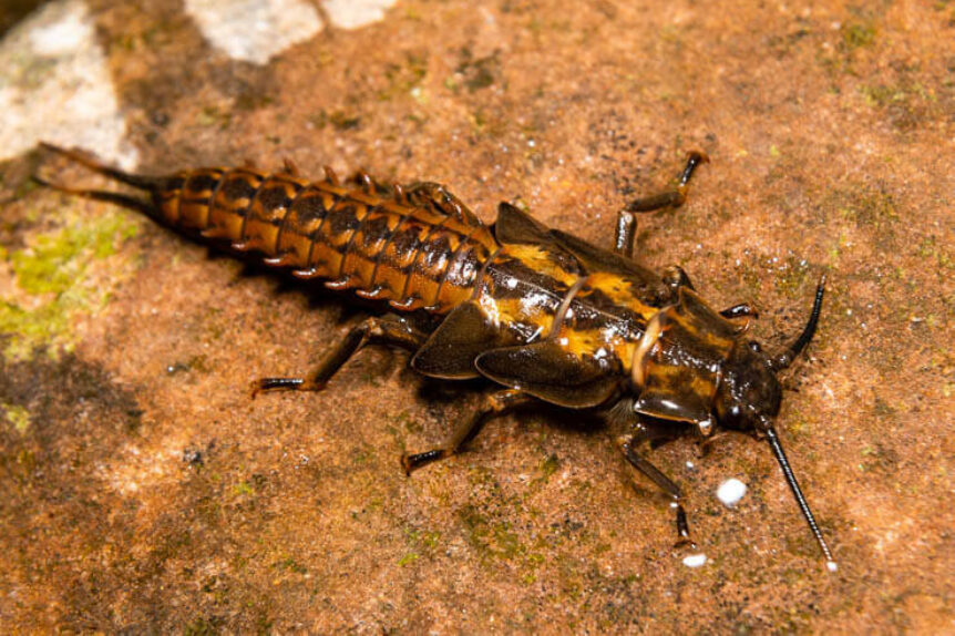 Lampreys in the Bay—vicious parasite or a welcome wonder?