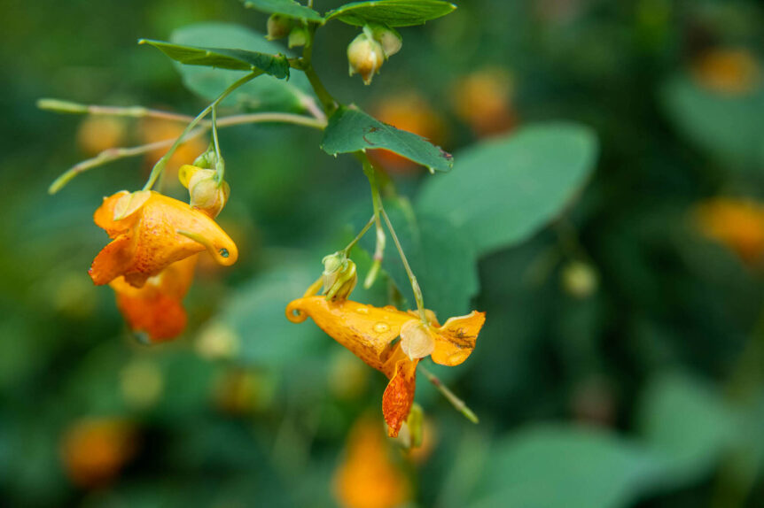 Jewelweed