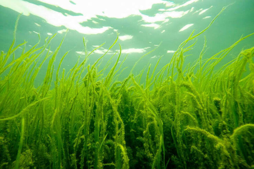 Submerged aquatic vegetation, a critical blue crab habitat, bounces ...