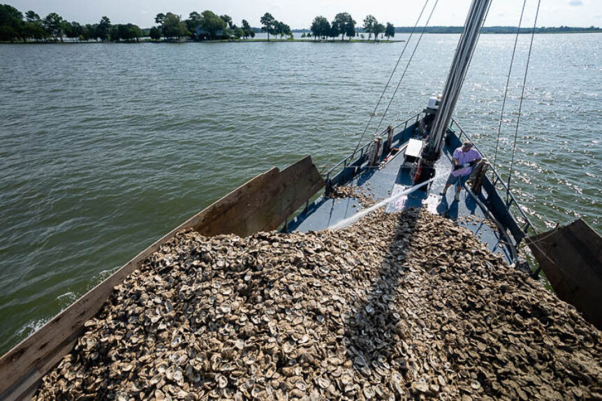 Chesapeake Bay oyster reef restoration acreage surpasses two square miles