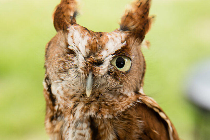 Four ways owls are superior predators