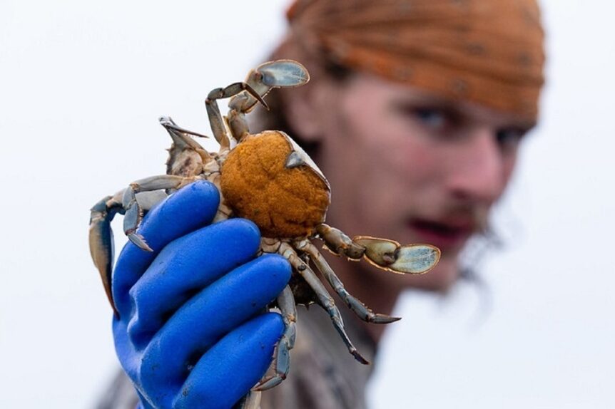 Bay scientists evaluate reasons for the blue crab’s population decrease