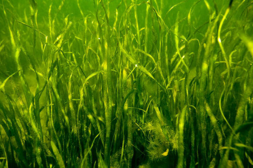 Underwater grasses in the Chesapeake Bay experience record growth for ...