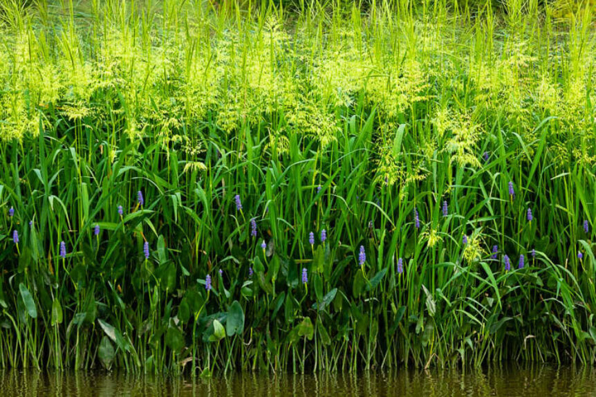 What habitats are found in the Chesapeake Bay watershed?