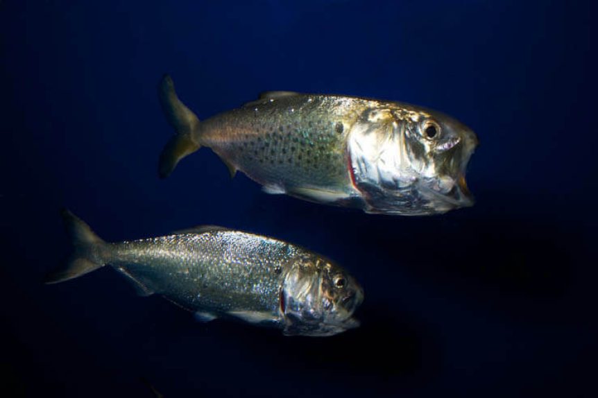 New report investigates how the Bay's forage base is changing over time