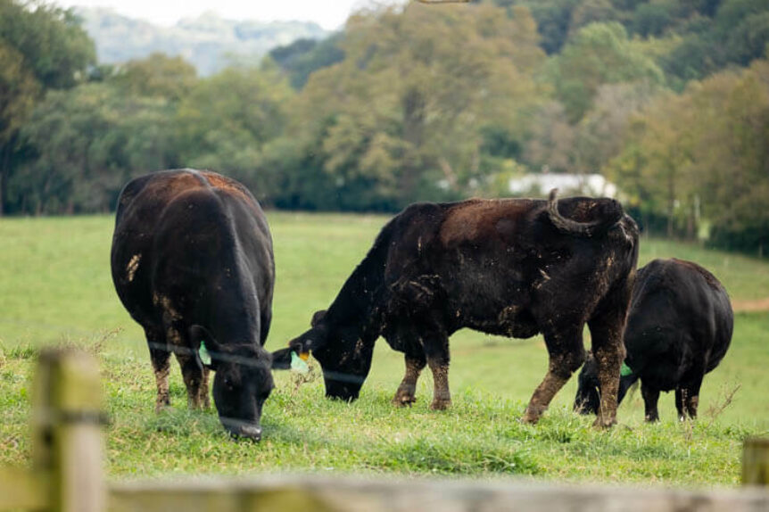 Get to know these eight regenerative farms throughout the Bay watershed